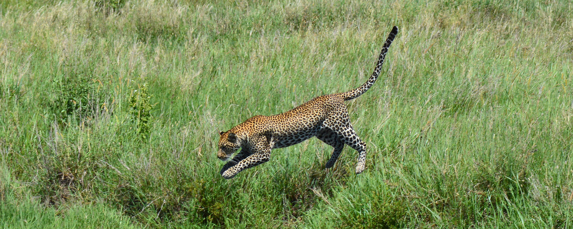 [Infographic]: High vs Low Season | Go2Africa.com