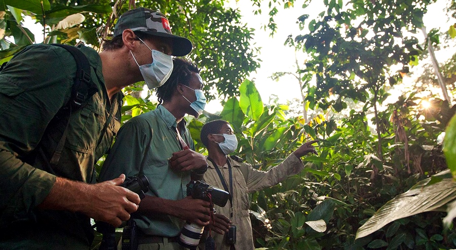 Where to See Gorillas in Africa: Rwanda vs Uganda vs Congo | Go2Africa