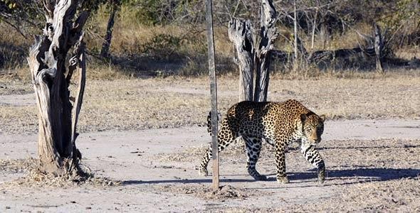 11-day Dazzling South Luangwa & Madagascar | Go2Africa