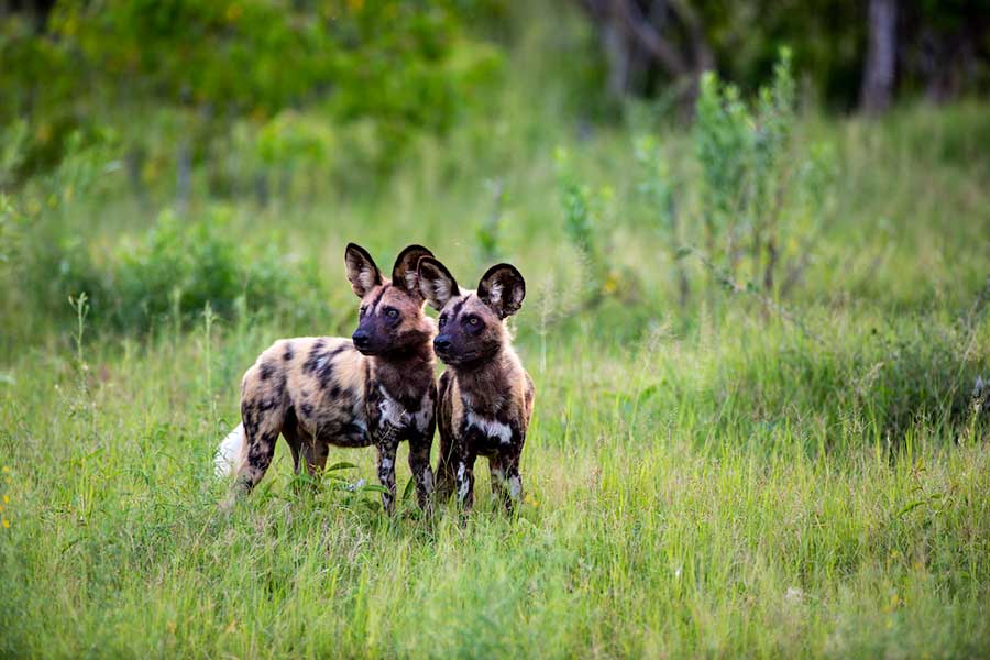 Best Places on Safari to See African Wild Dogs | Go2Africa