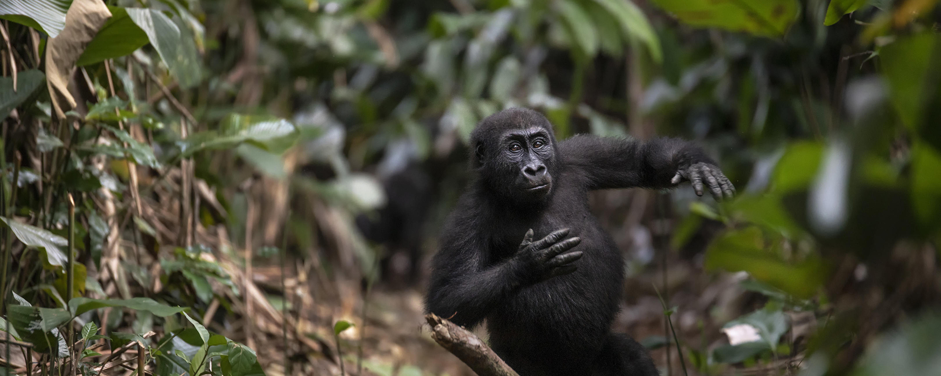 Best Time to Visit Congo | Go2Africa