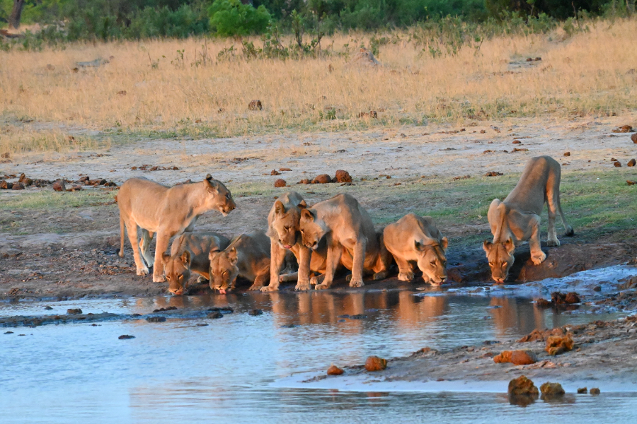 Hwange National Park – Experience Safari at Its Best